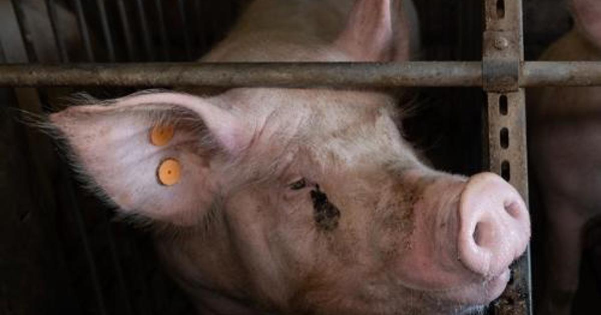 Make your voice heard: urge the EU to ban cages