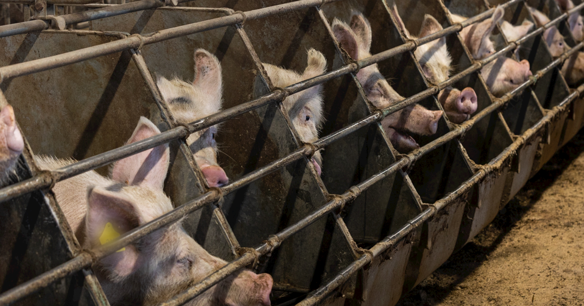 New Investigation Reveals Suffering of Sows Confined in Cages
