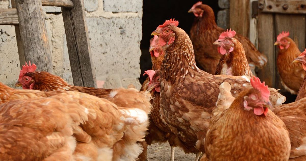 Giant Eagle Takes a Bold Step Toward Cage-Free Eggs by 2025