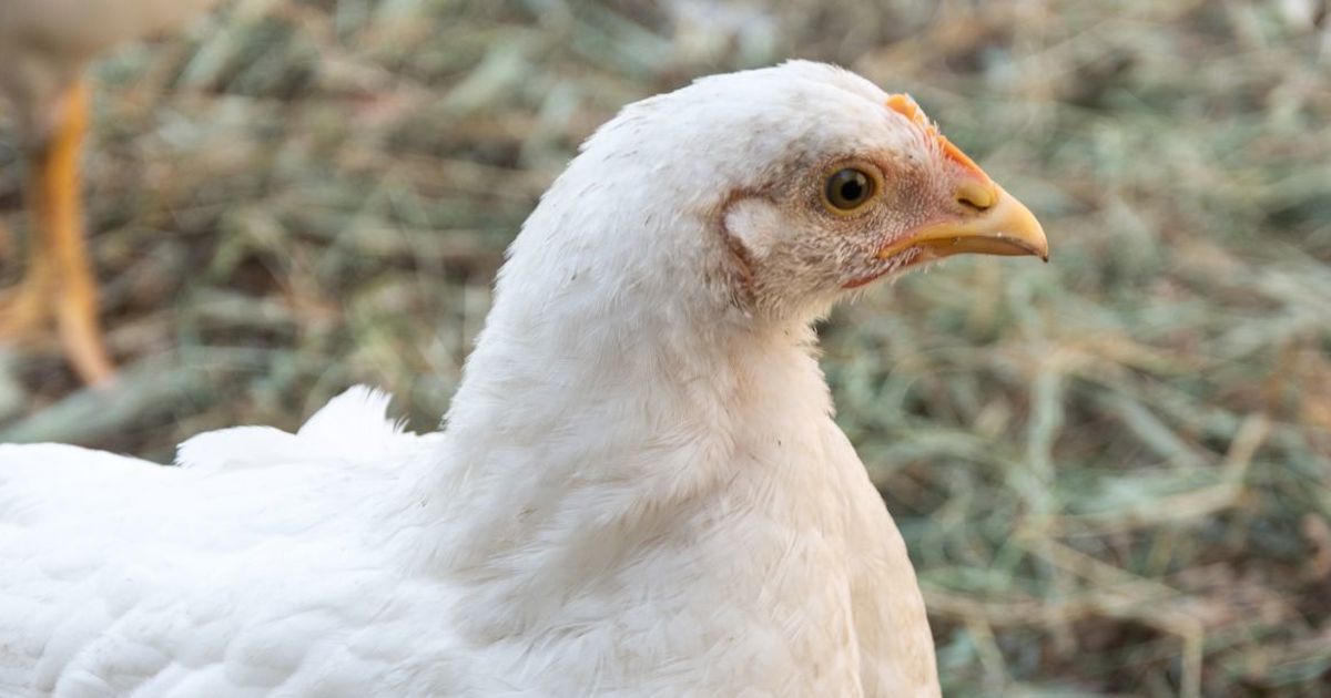 About broiler chickens