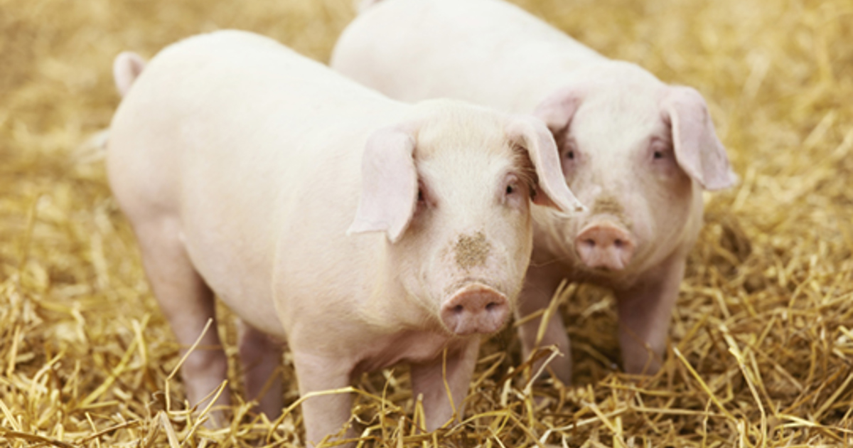 UK Supermarkets & Pig Welfare | Raising Standards for Ethical Farming
