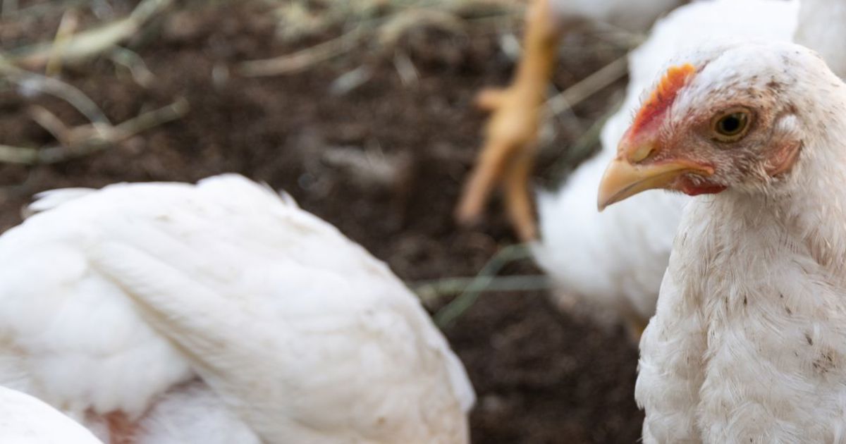 Pret A Manger releases roadmap to better welfare for broiler chickens