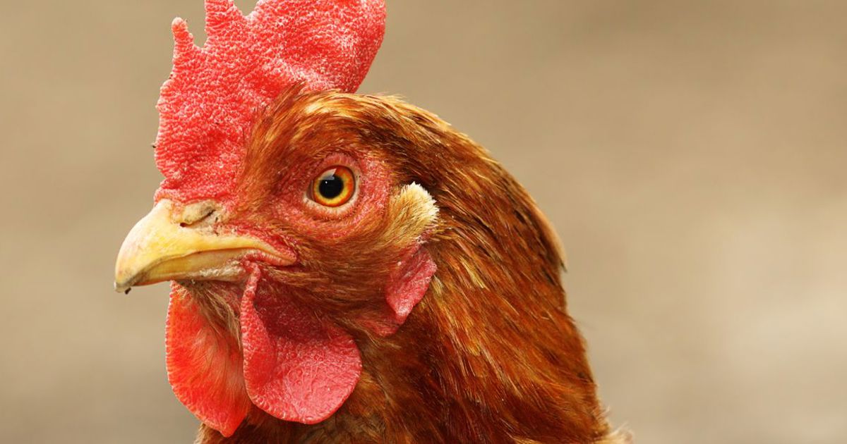 Cage-free eggs are a top priority for global companies, reveals ...