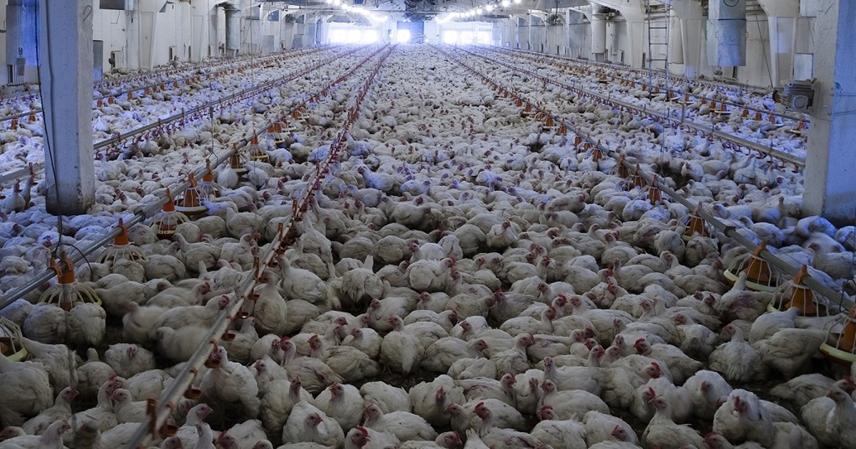 Point final a l’elevage intensif : CIWF lance un mouvement mondial inédit