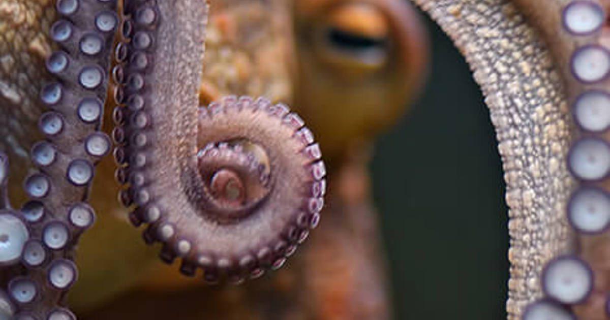 The Incredible Intelligence of Octopuses