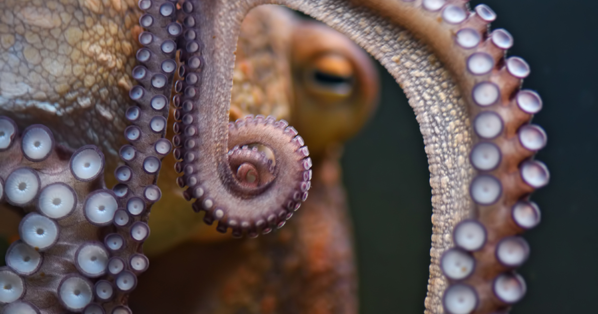 Farmed octopus products must stay out of the UK