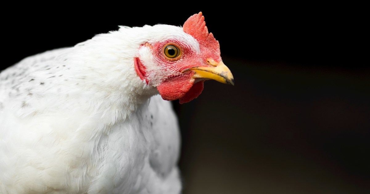 First European ChickenTrack progress report launched