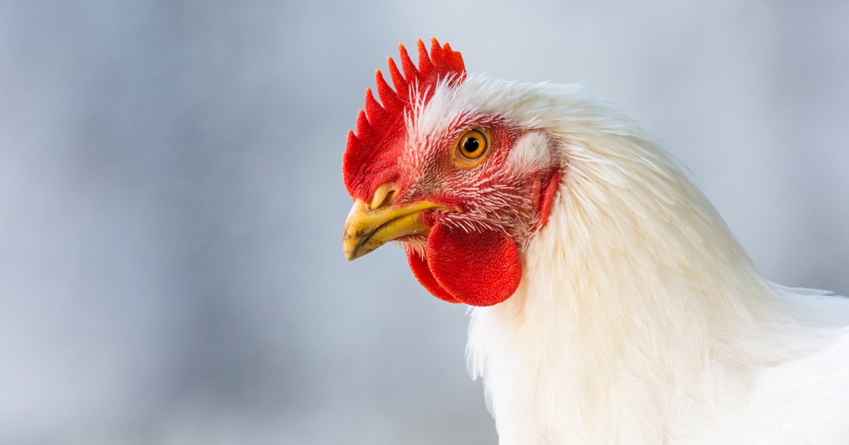 Supplier and distributor list for Better Chicken Commitment-compliant ...