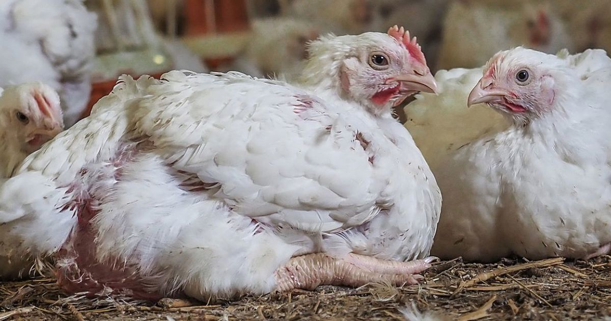 Choosing Chicken Wisely: The Impact of Selective Breeding on Animal ...