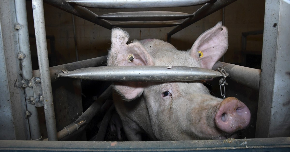 Banks called out for funding factory farming