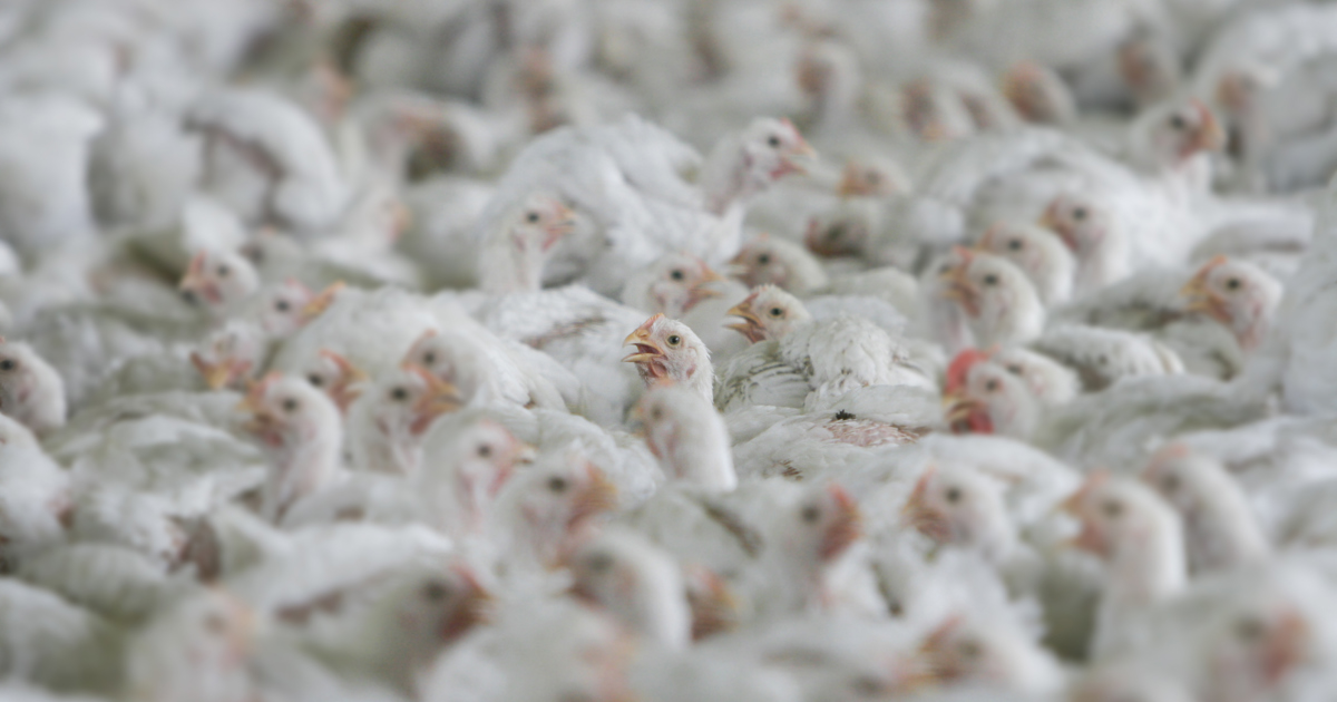 Denmark to phase out fast-growing broiler chickens