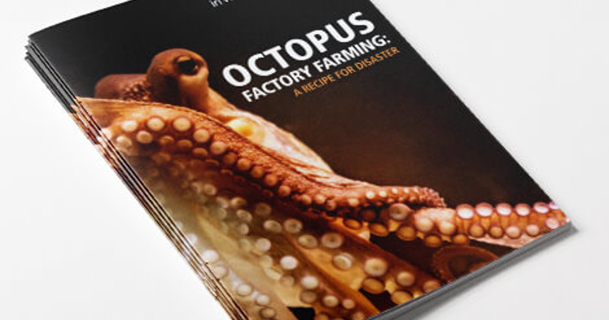 Octopus factory farming: A recipe for disaster