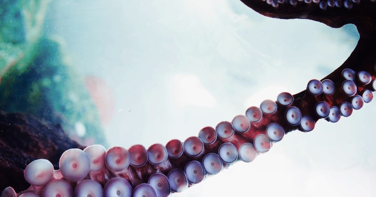 NGOs Worldwide Unite to Stop Octopus Farming
