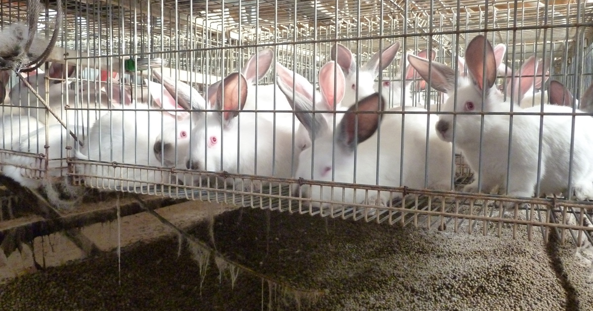 Committee weighs up legal options on cages ban