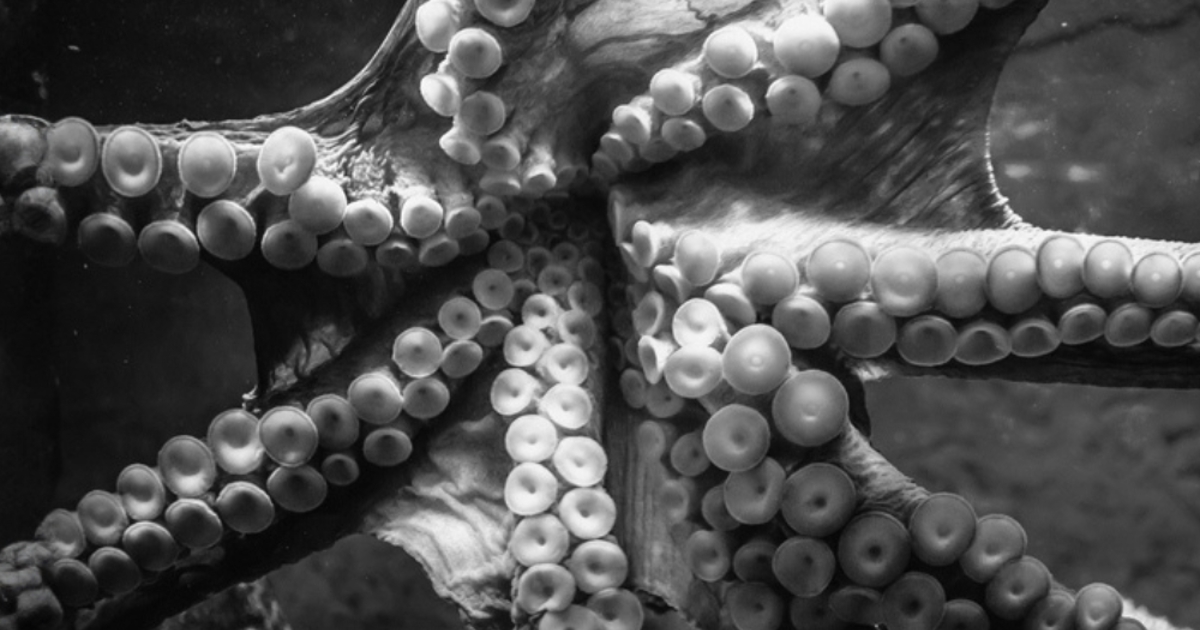 New Report and Footage Expose Growing Threat of Octopus Farming