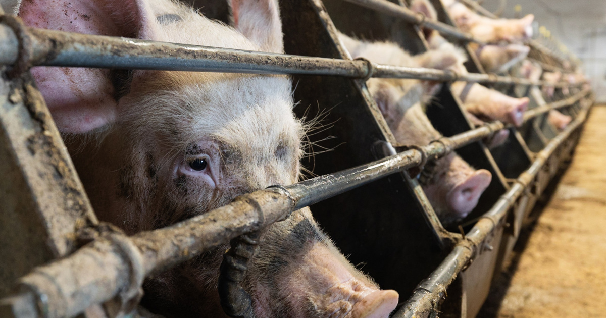 Factory Farming's devastating impact: Animal suffering, climate and ...