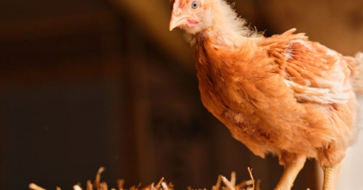 M&S leads the way on higher welfare chicken in the UK