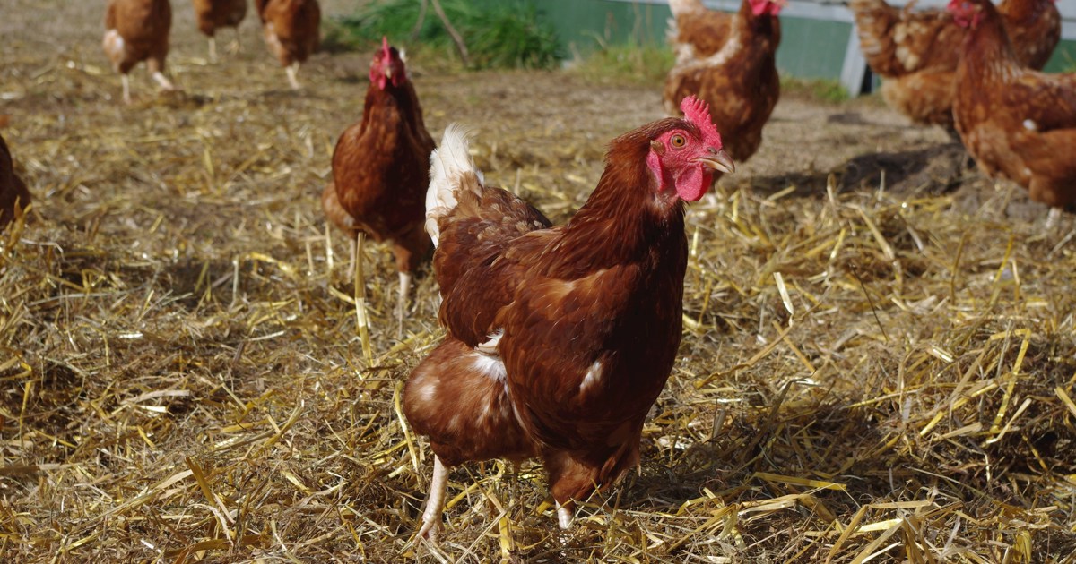 Iceland scrapping cage-free egg commitment