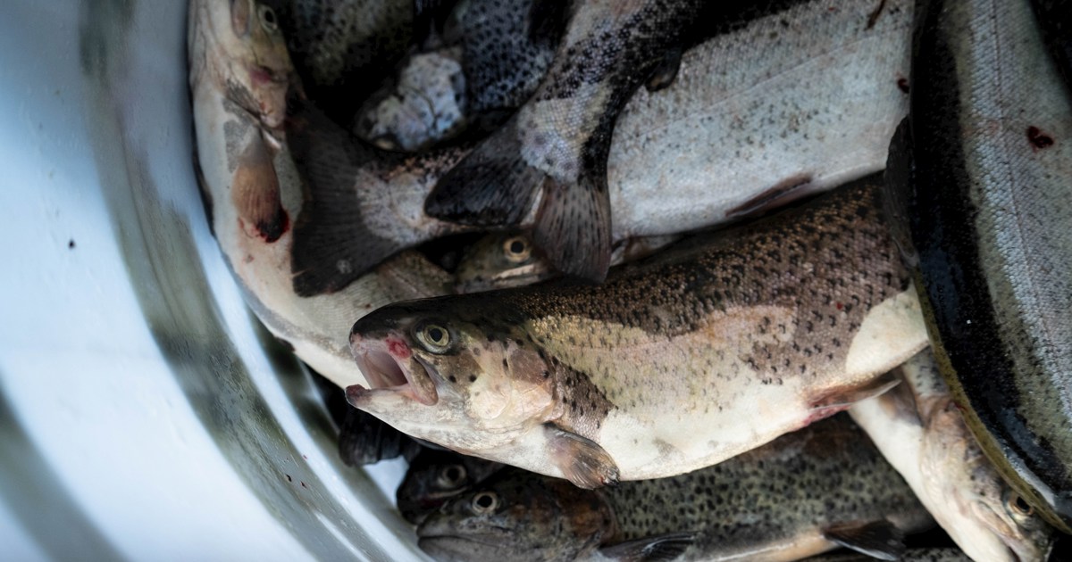 Unveiling the hidden cruelty in EU fish farms