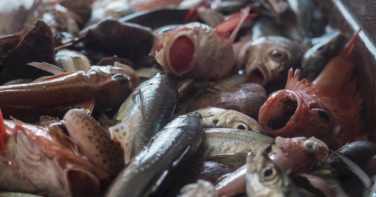 New study reveals shocking wild caught fish numbers