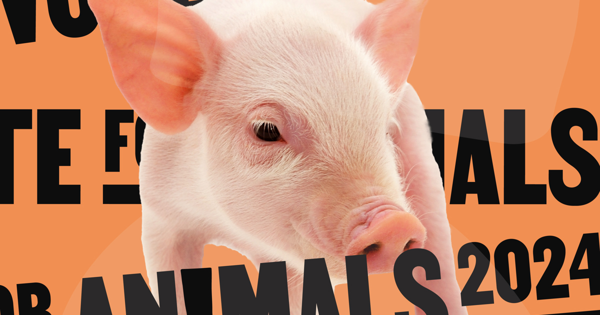 Elections européennes : lancement de la plateforme Engagement Animaux
