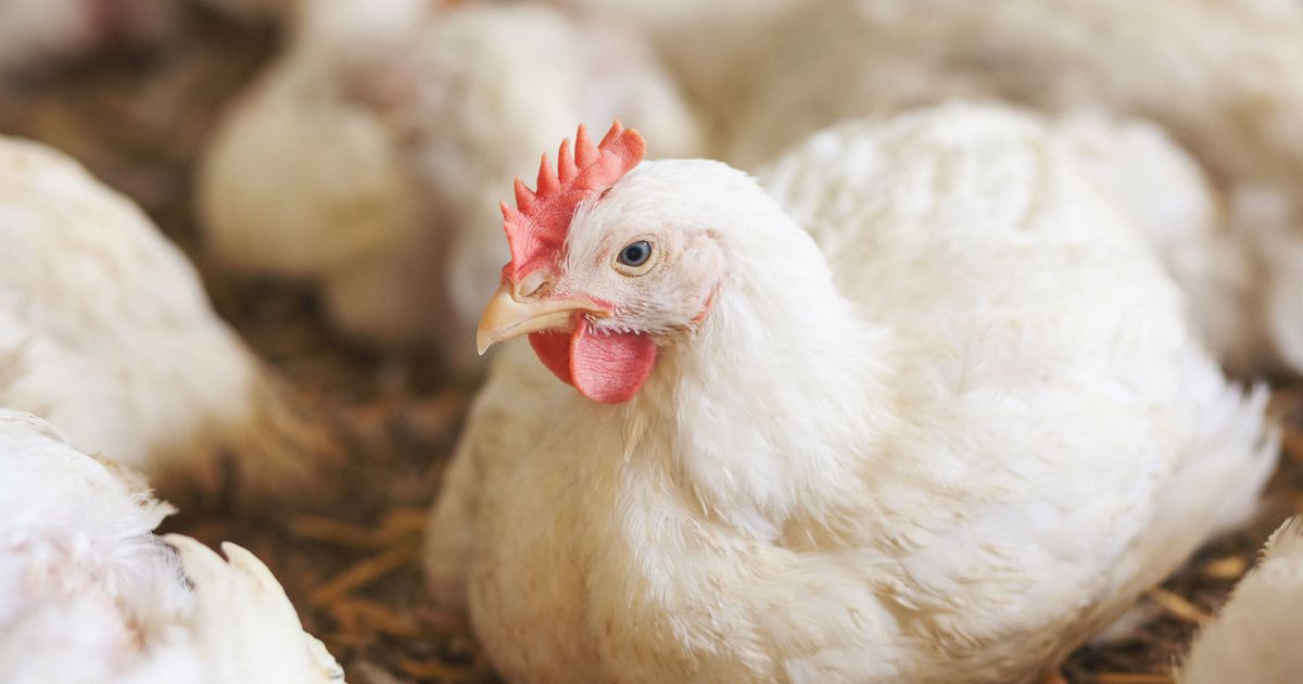 Sostenibilidad de la producción de pollos broiler según los criterios ECC