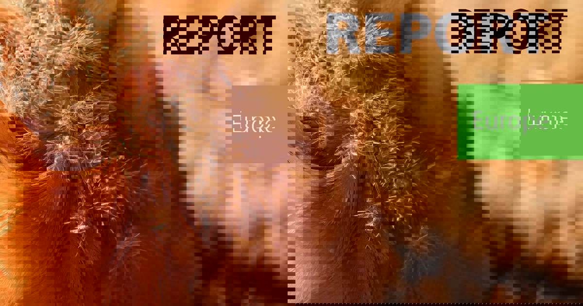 Nuestro informe europeo ChickenTrack ya está disponible