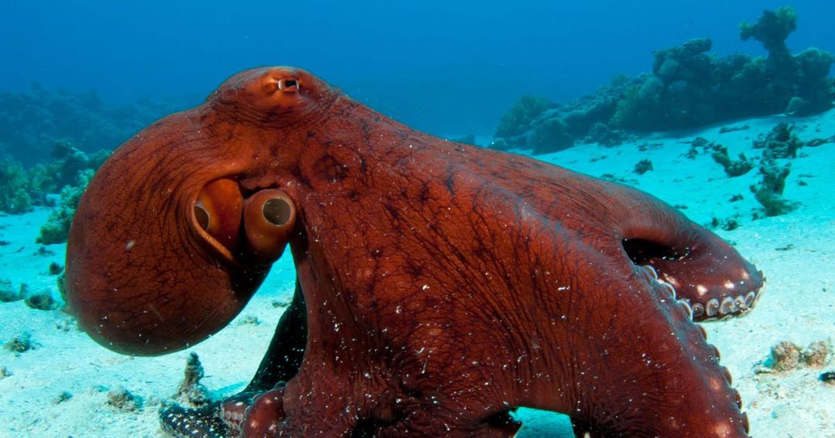 New threats of octopus farm plans revealed