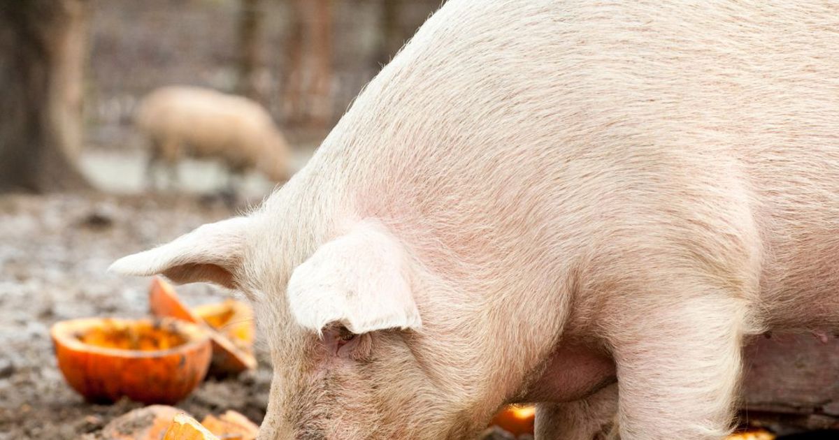 What do pigs eat?