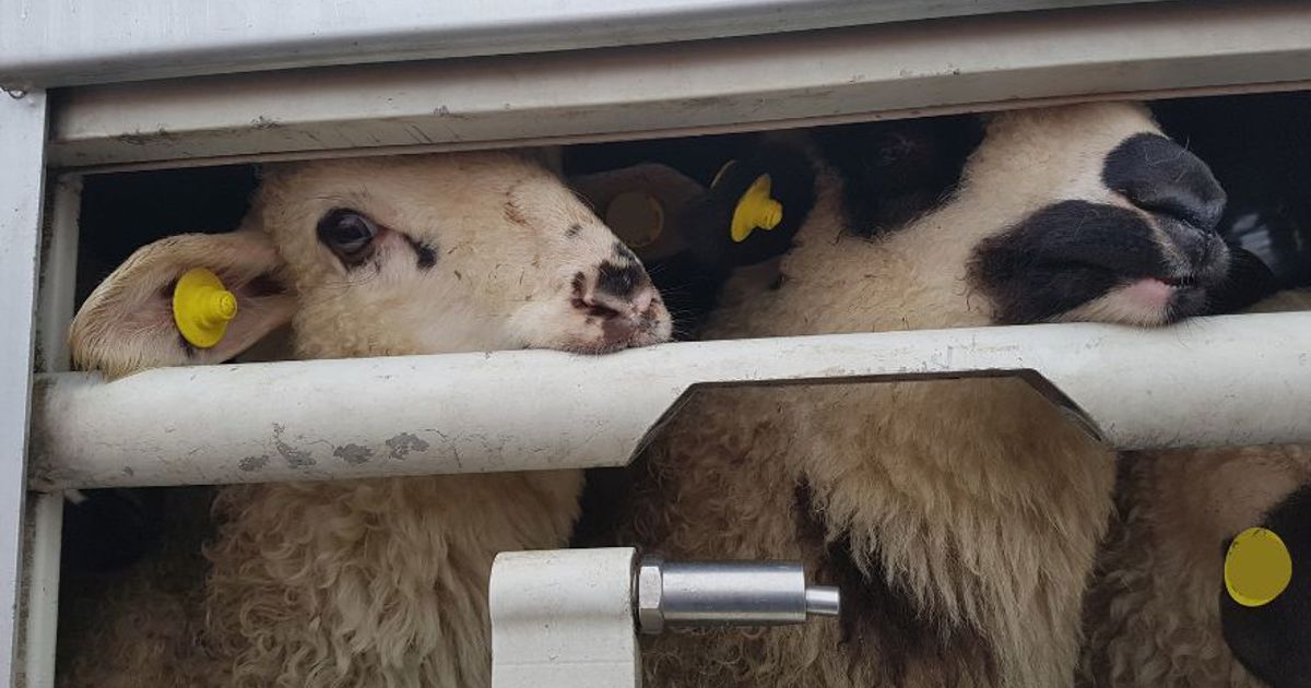 Calls for EU to stop animals suffering on sea journeys this Ban Live ...