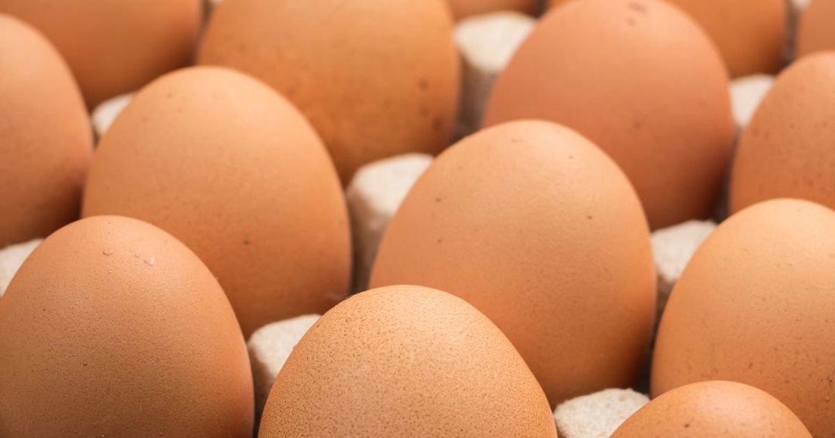 Tennessee expands access to higher welfare eggs for lower-income ...