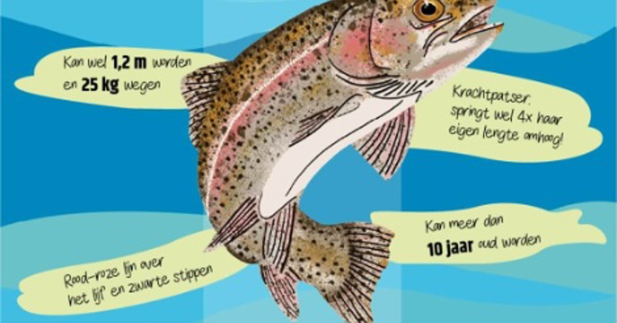 Ontdek alles over de forel
