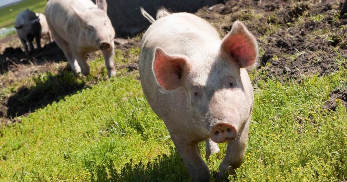 Are pigs smarter than dogs? 7 research-backed facts