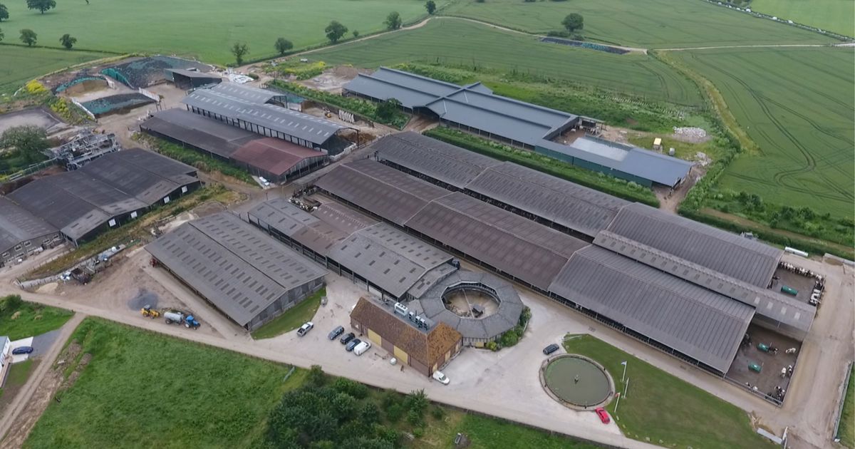 Cattle megafarms receive mega media interest