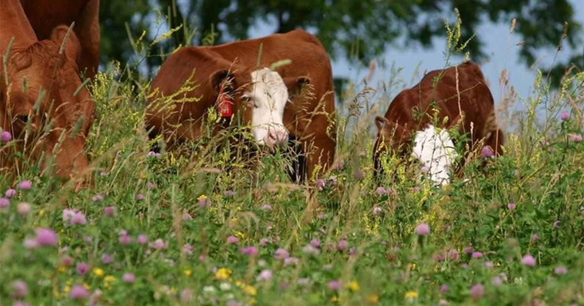 AFN Launches New UK Food Plan for 2050