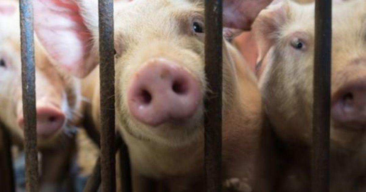 Plan de sortie des cages