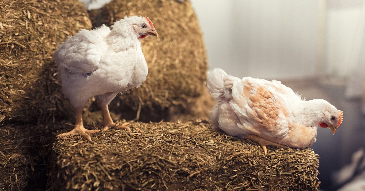Beyond Emissions: The Case for Sustainable, Higher Welfare Chicken