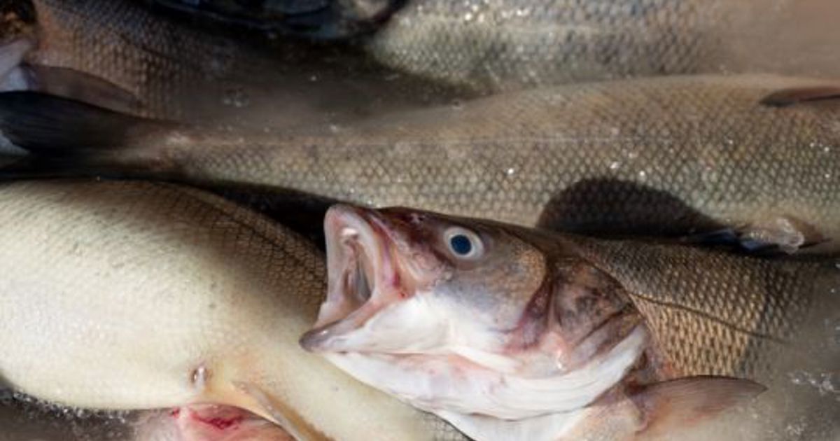 85% of people in the UK want better future for farmed fish