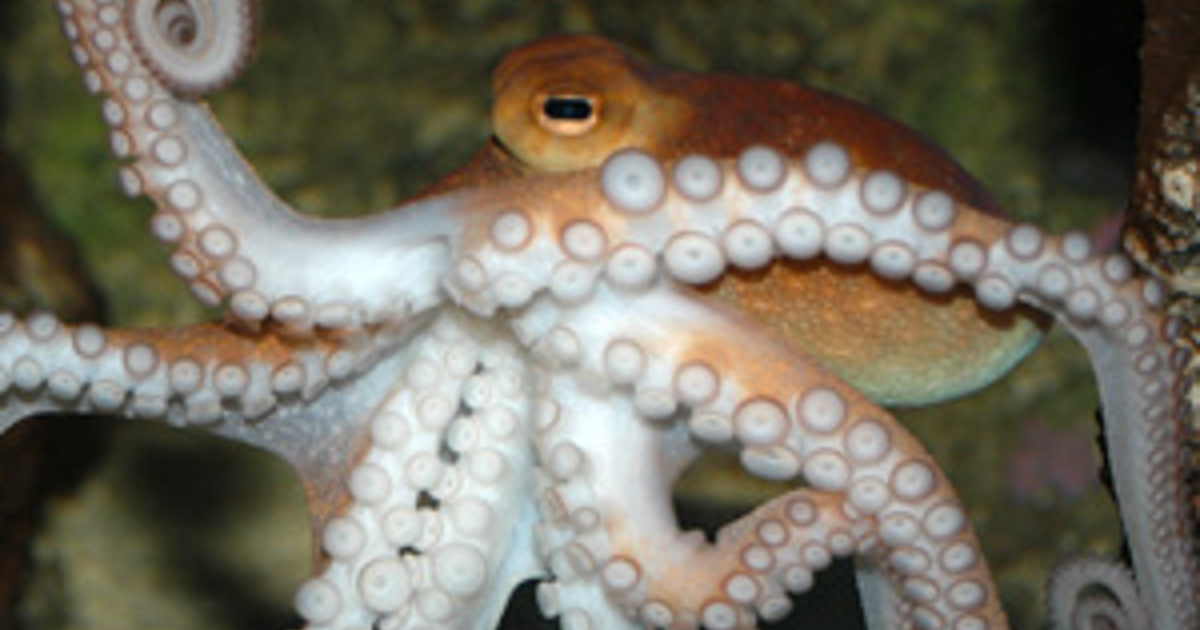 Why the U.S. Must Say No to Octopus Farming Before It Begins