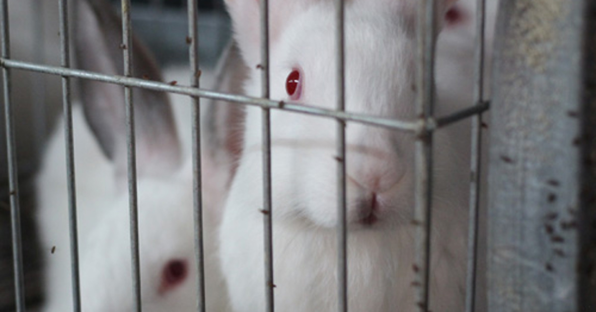 Rabbits Investigation - Factory Farming Exposed