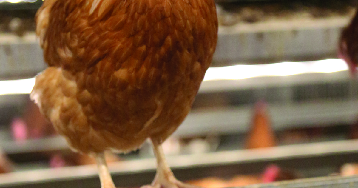APAC Spotlight: Exploring the Future of Cage-free Eggs in Asia-Pacific
