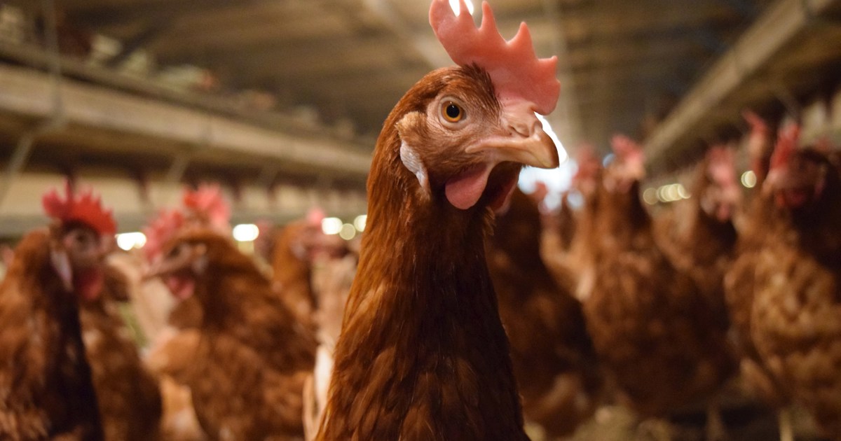 2025 Cage-Free Egg Commitment Deadline Looms