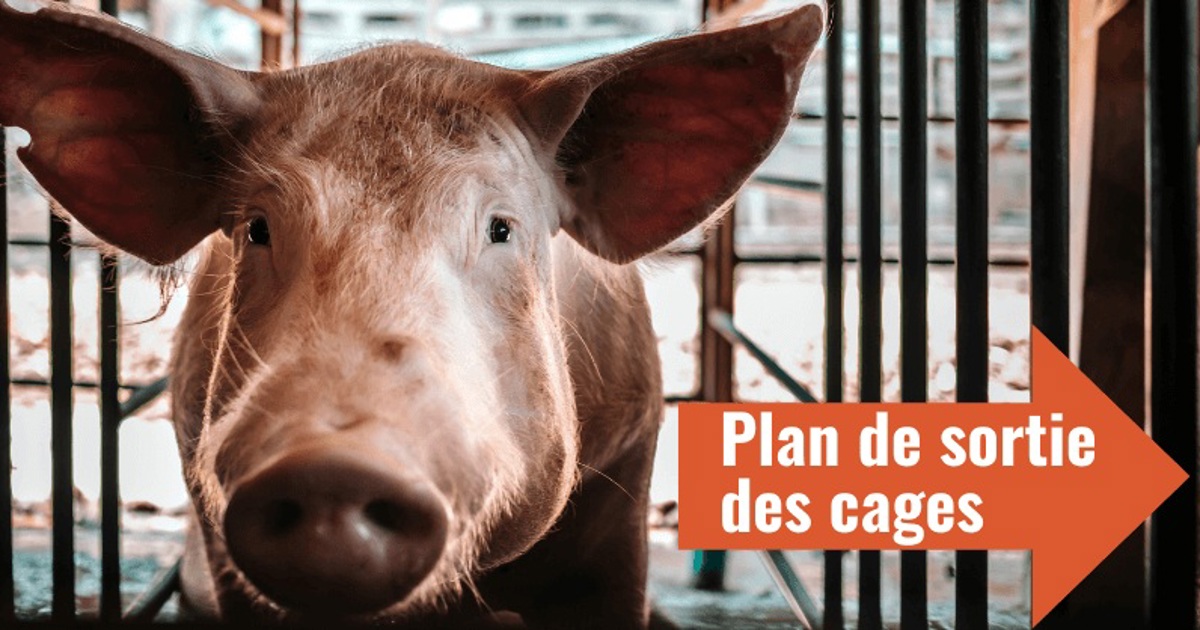 Plan de sortie des cages