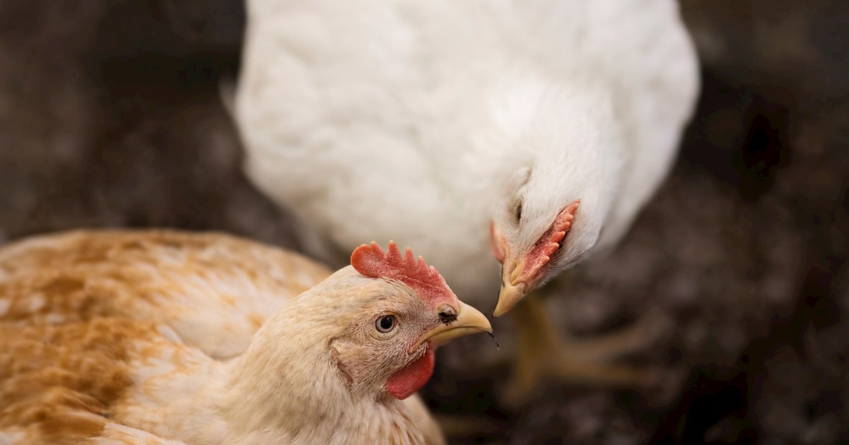 Benessere dei polli, a che punto siamo?