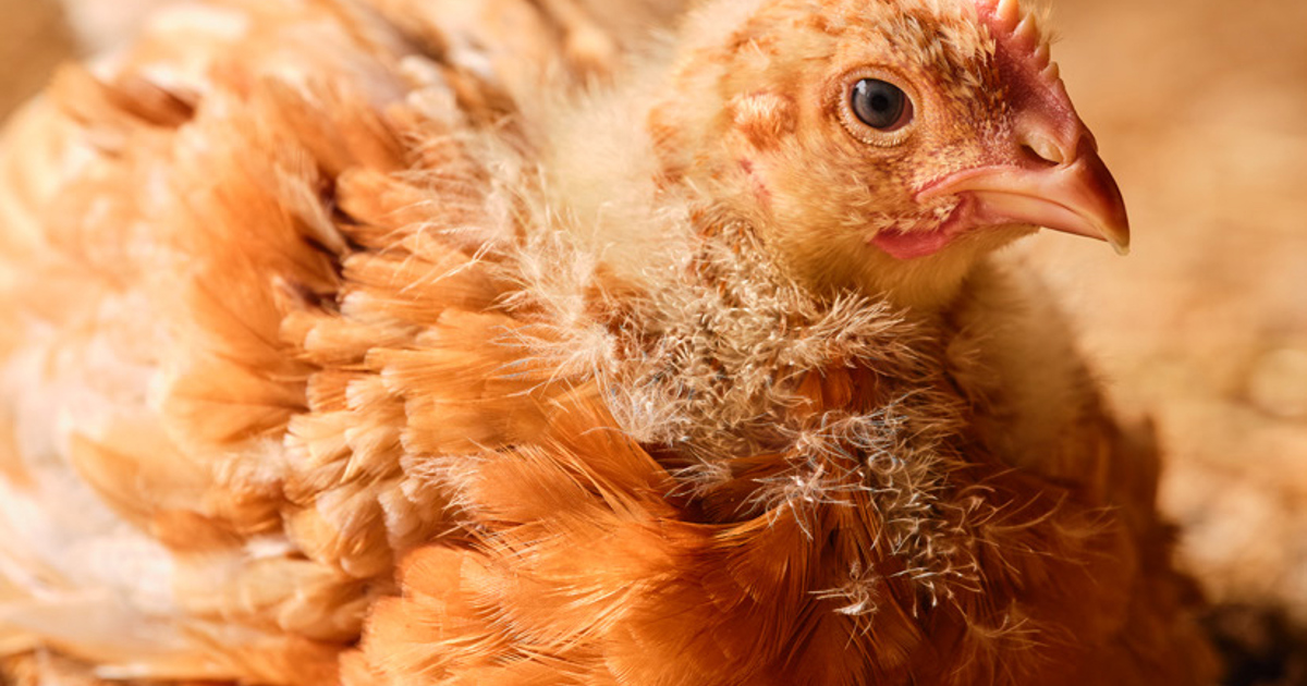 Better Chicken Commitment Working to create positive change for chicken ...