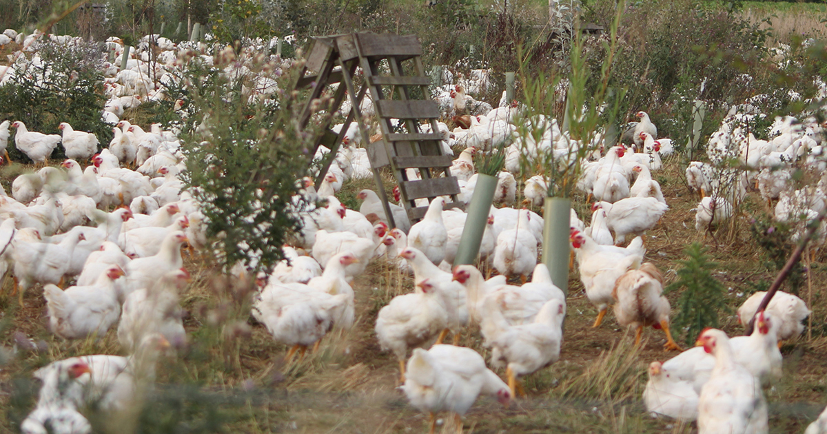 The North American Better Chicken Commitment policy