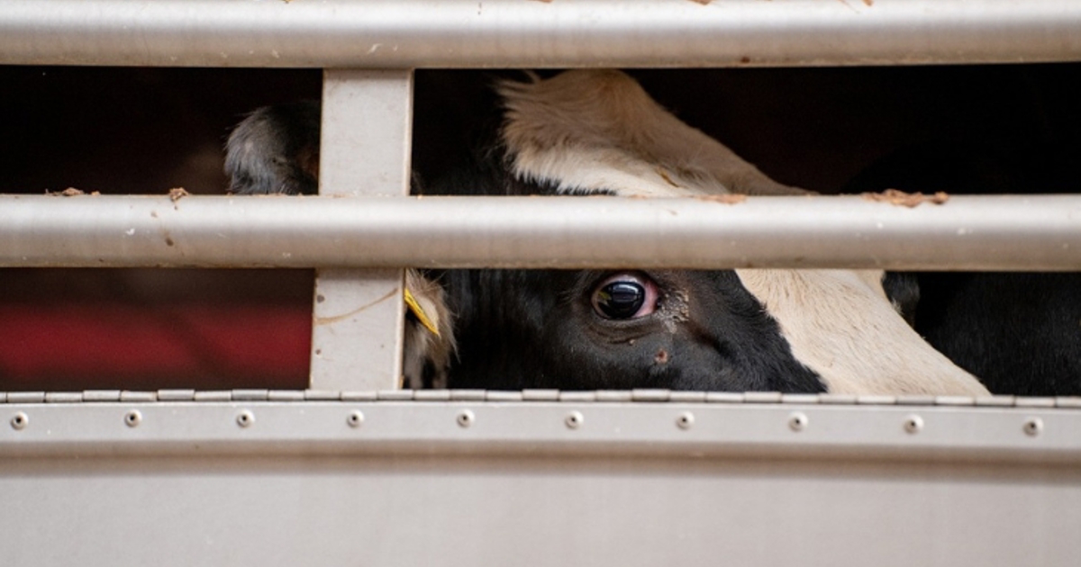LETTER: Commission must end the unlawful transport of unweaned calves