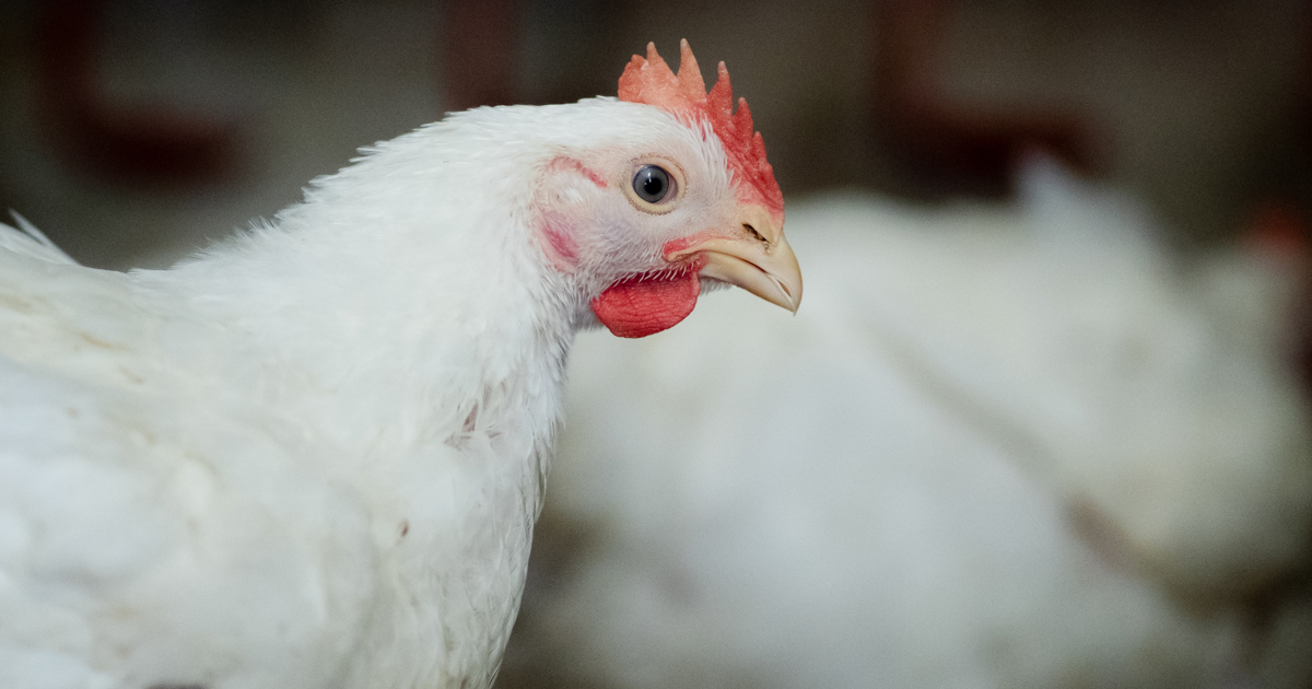 Waitrose Labels Better Chicken