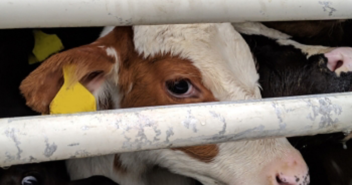 Global citizens unite for tenth live exports awareness day