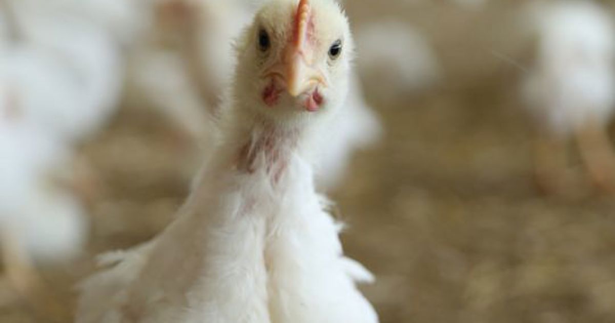 What is Better Chicken?